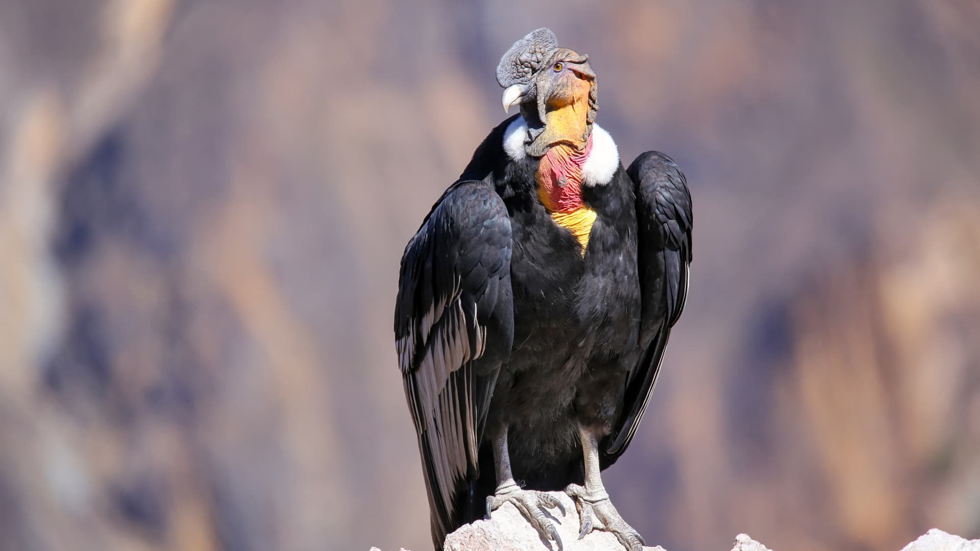 Chonta Condor Viewpoint - 1 Day - Machupicchu Mountain Tours